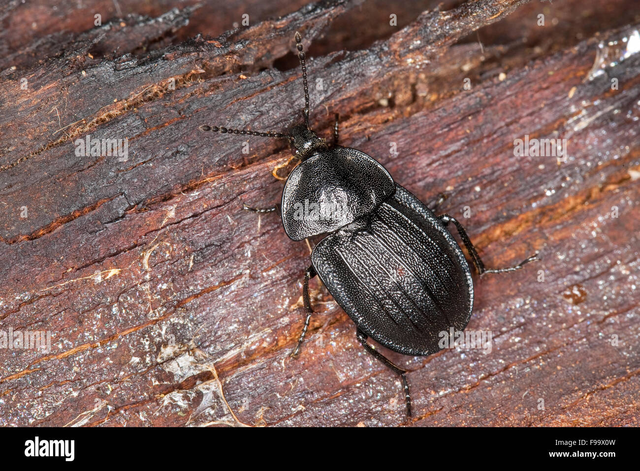 Silpha atrata Banque de photographies et d’images à haute résolution ...