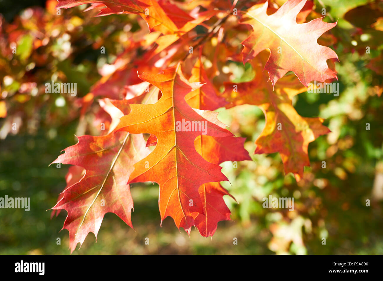 Chêne rouge Banque de photographies et d’images à haute résolution - Alamy