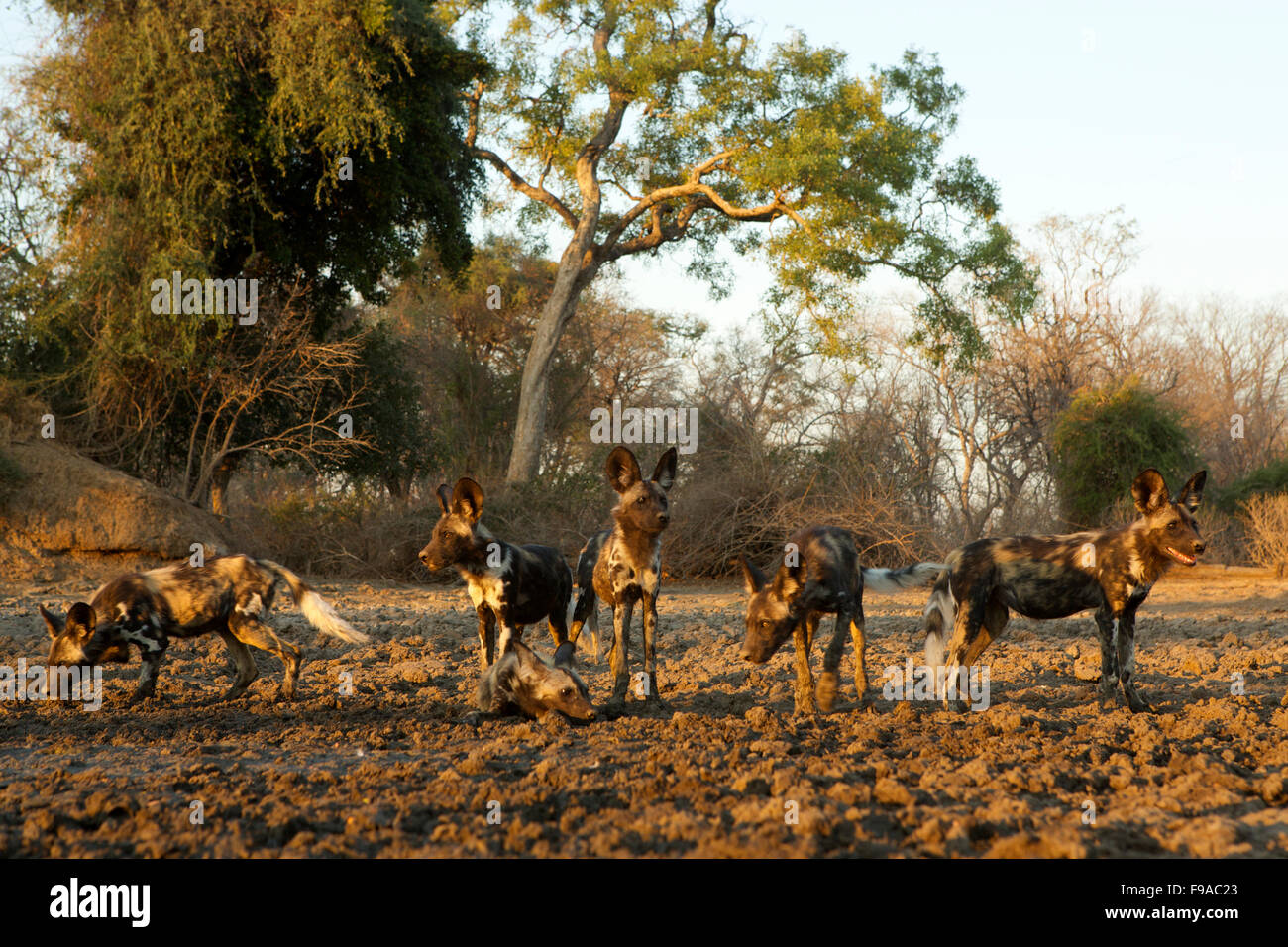 Meute chiens Banque de photographies et d’images à haute résolution - Alamy