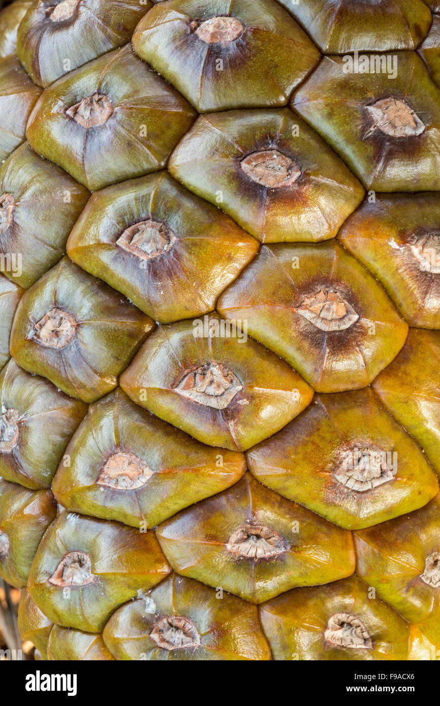 Pinus pinea Banque de photographies et d’images à haute résolution - Alamy