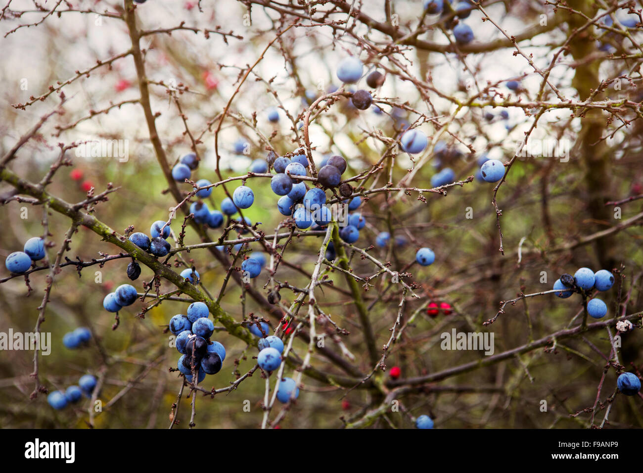 Blackthorn winter Banque de photographies et d’images à haute ...