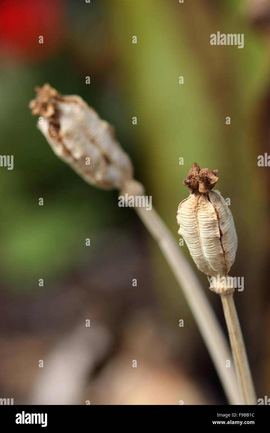 Tulip seed Banque de photographies et d’images à haute résolution - Alamy