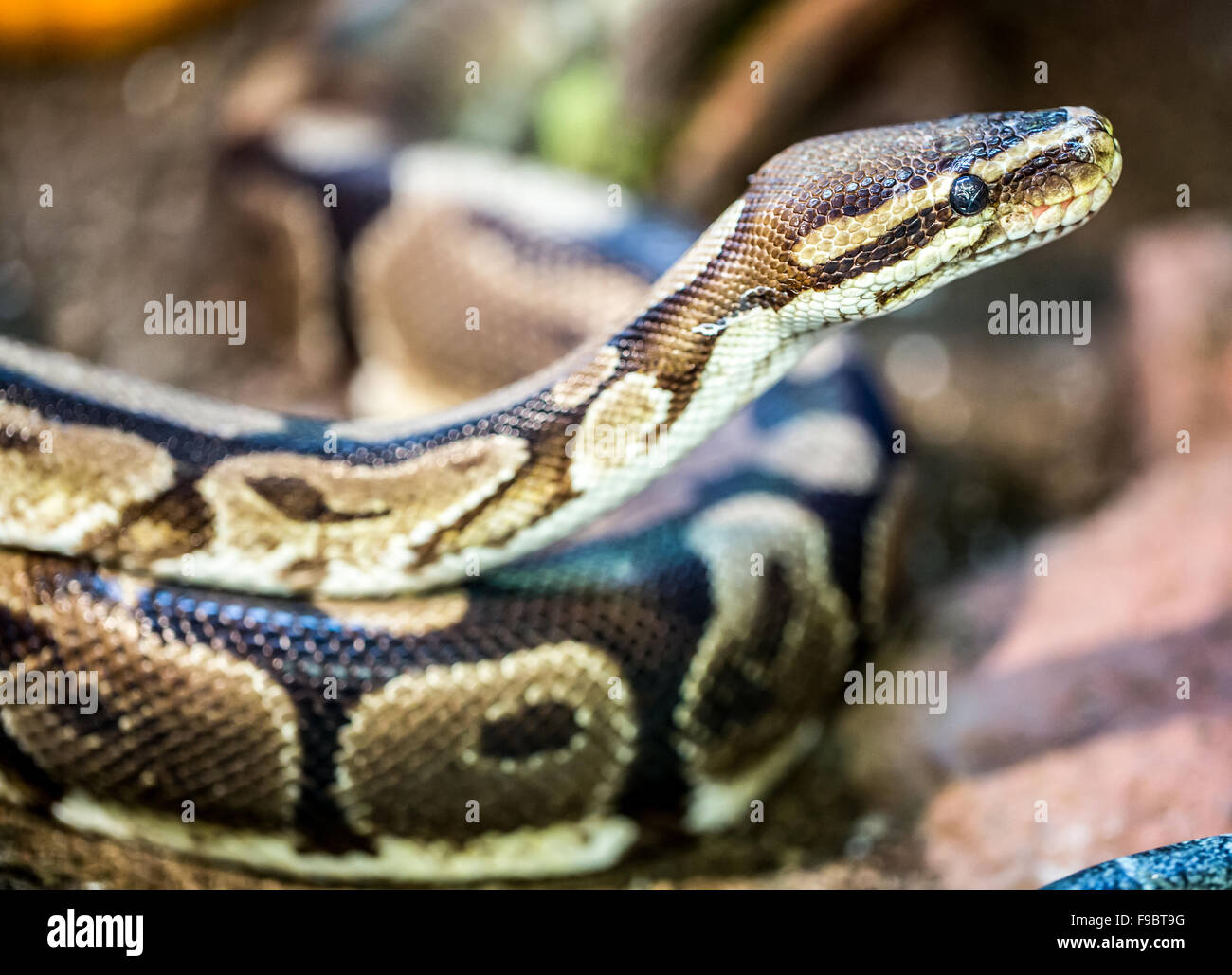 Royal regius pythonidae Banque de photographies et d’images à haute ...