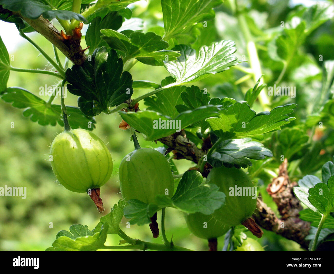Groseille de pays Banque de photographies et d’images à haute ...