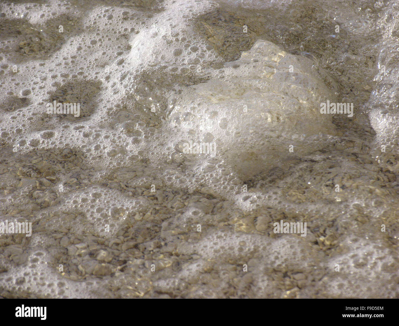 écume de mer Banque de photographies et d’images à haute résolution - Alamy