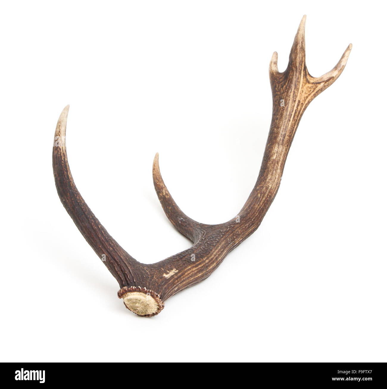 Crâne ou corne de chevreuil ou de cerf Banque d'images détourées - Alamy