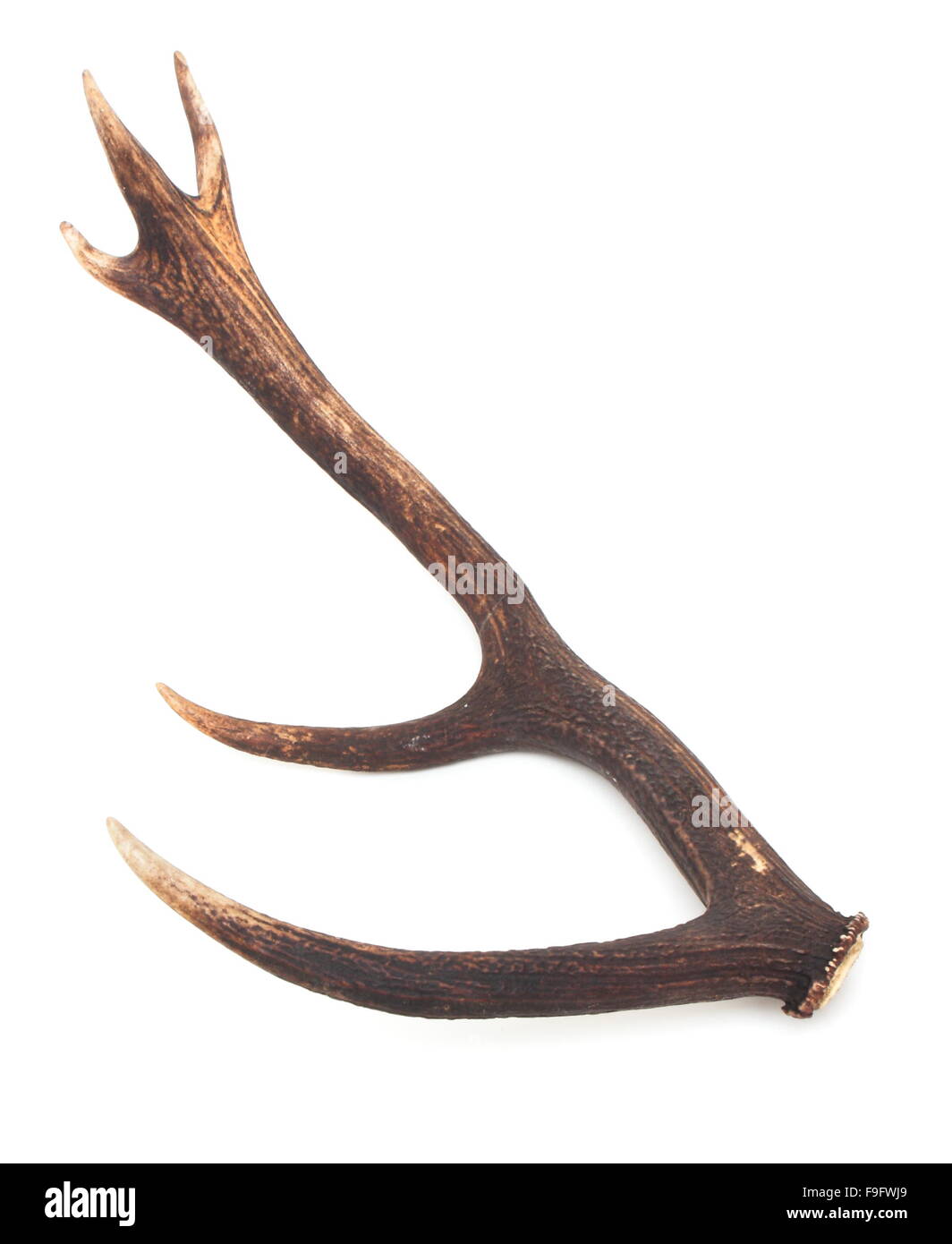 Crâne ou corne de chevreuil ou de cerf Banque d'images détourées - Alamy