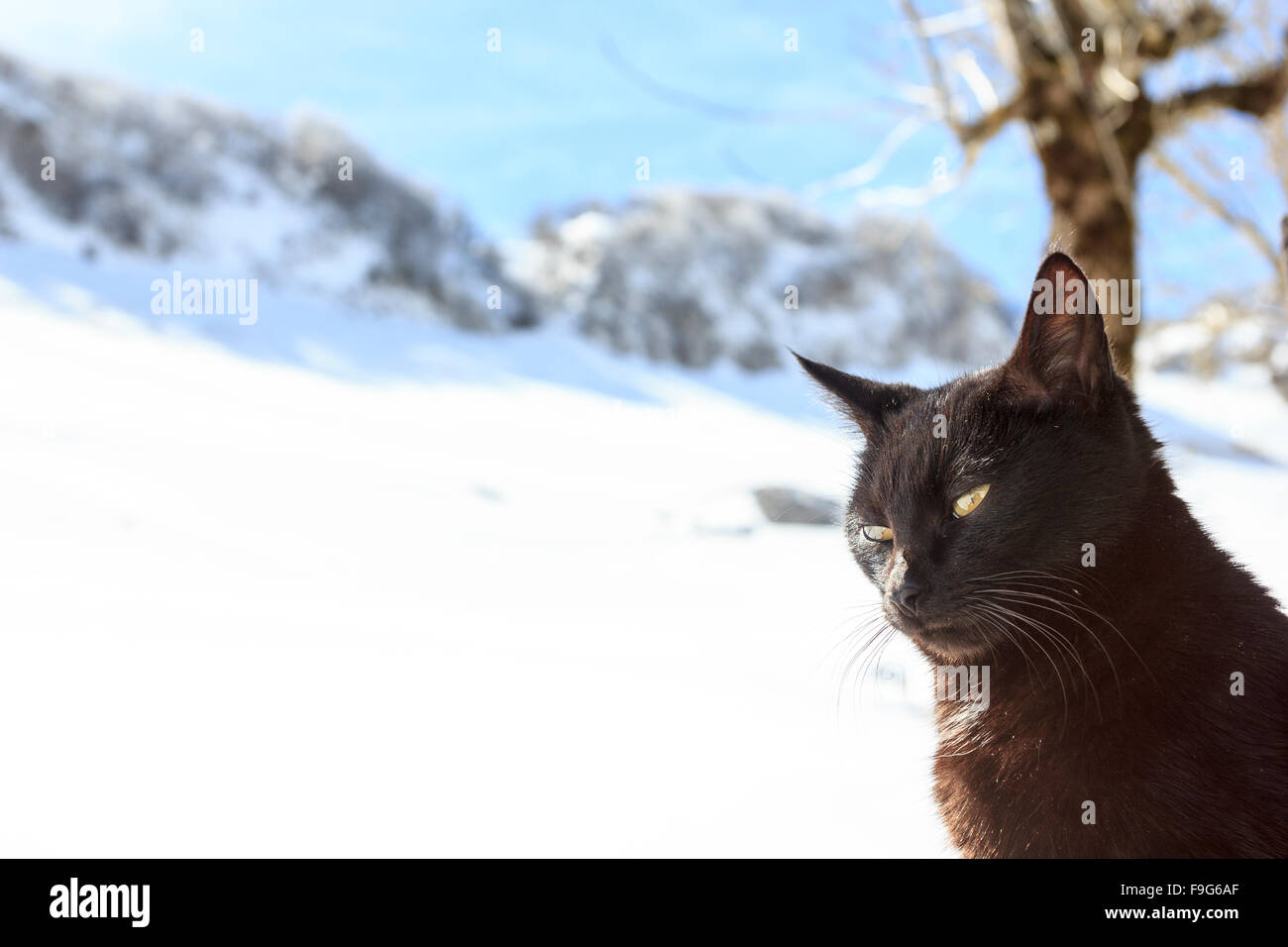 Chat dans la rue Banque de photographies et d’images à haute résolution ...