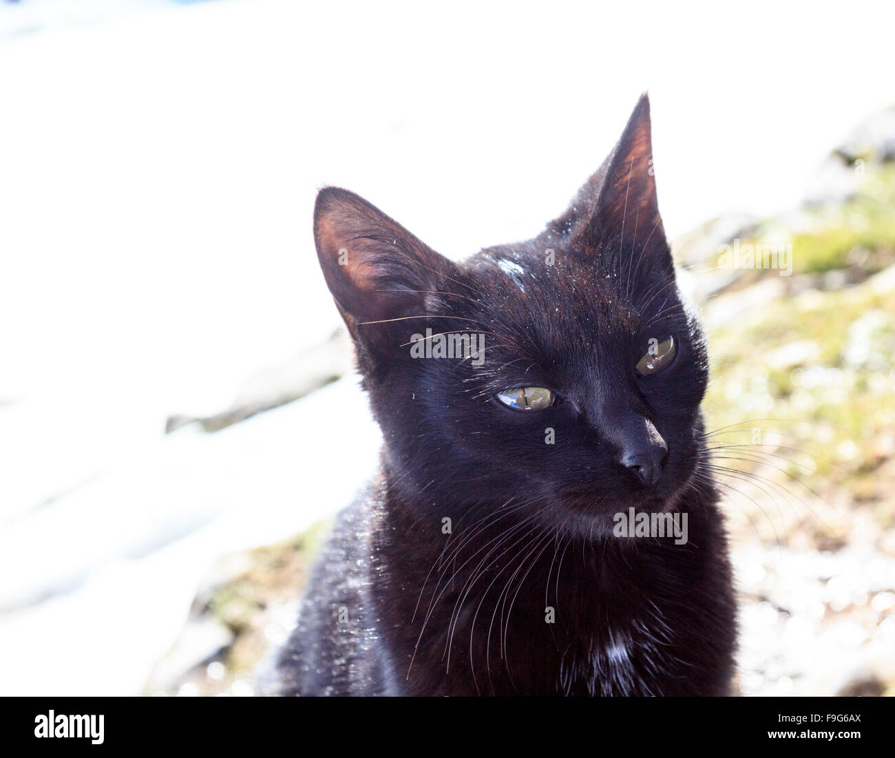 Chat dans la rue Banque de photographies et d’images à haute résolution ...