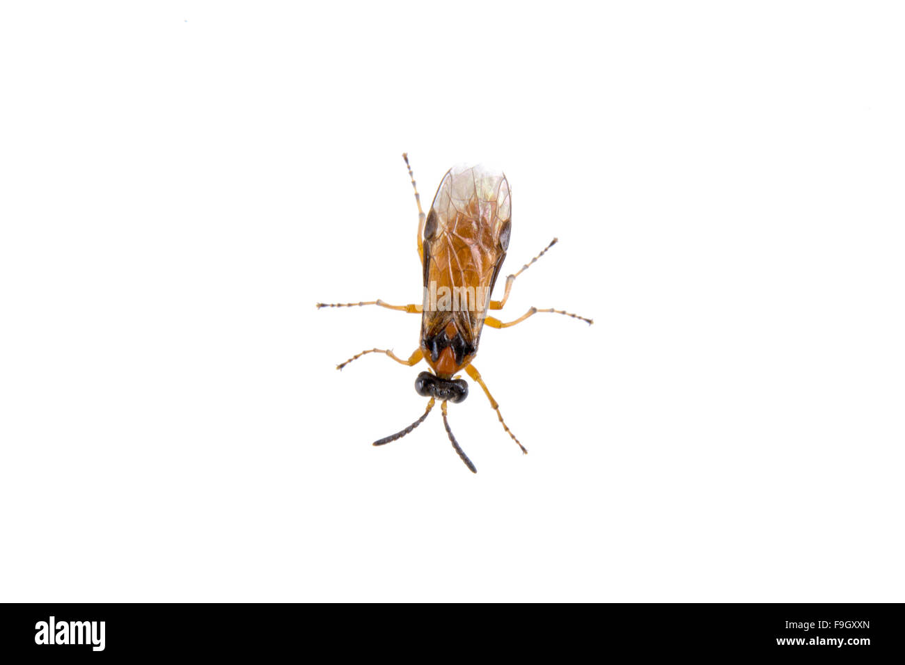 Insecte brun Banque de photographies et d’images à haute résolution - Alamy