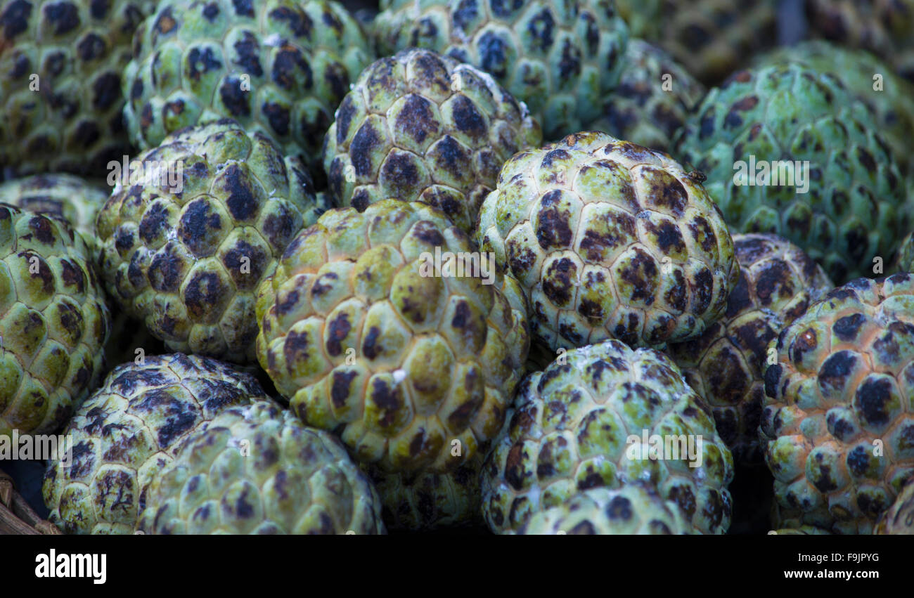 Pomme à sucre Banque de photographies et d’images à haute résolution ...