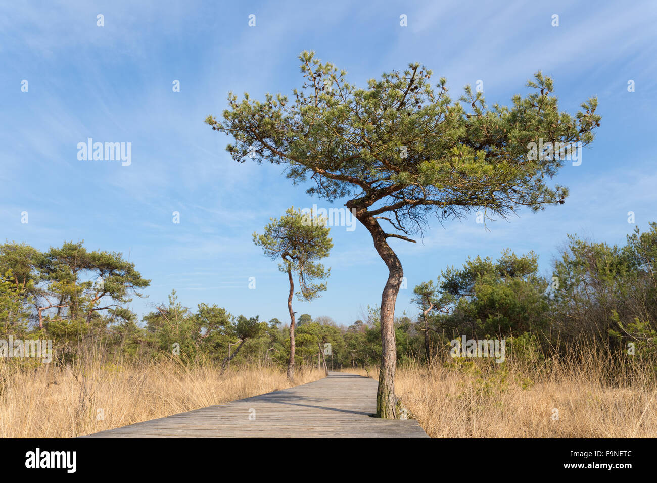 But de parc arbre bleu ciel Banque de photographies et d’images à haute ...