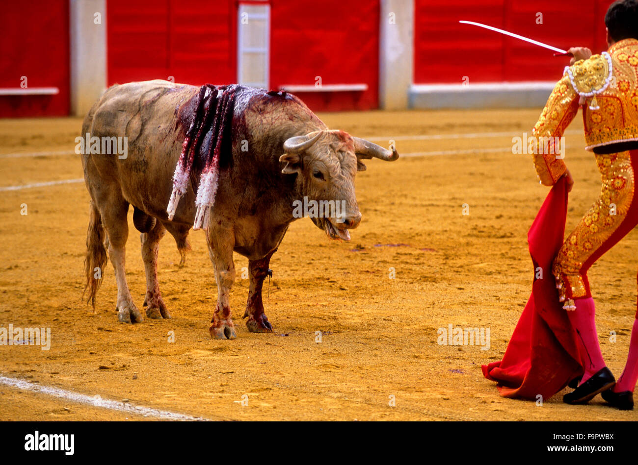 Corrida à la Plaza de Toros, Grenade, Andalousie, Espagne, Europe Photo ...