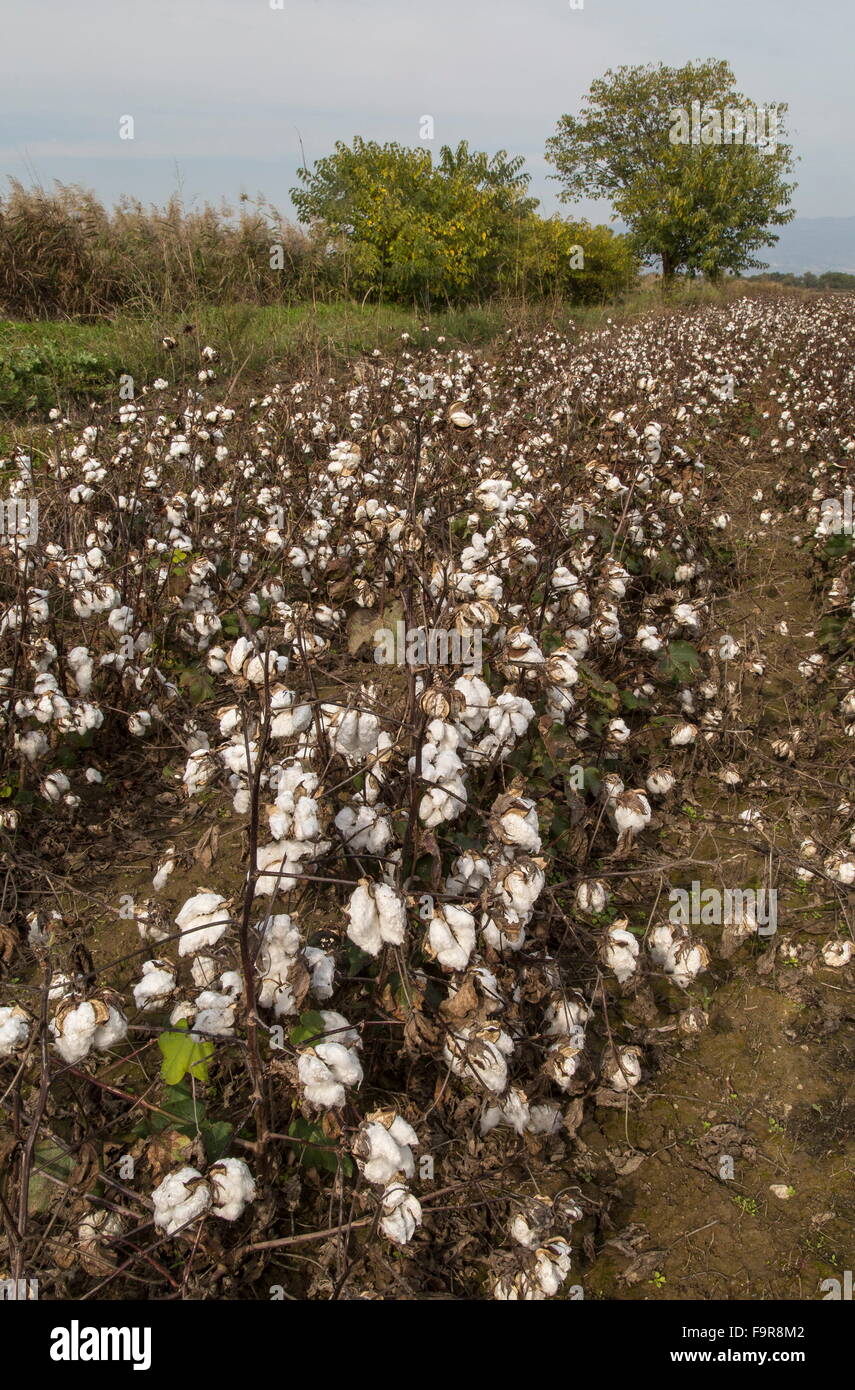 La culture du coton dans la région de Thrace, Grèce du Nord. Moment de ...