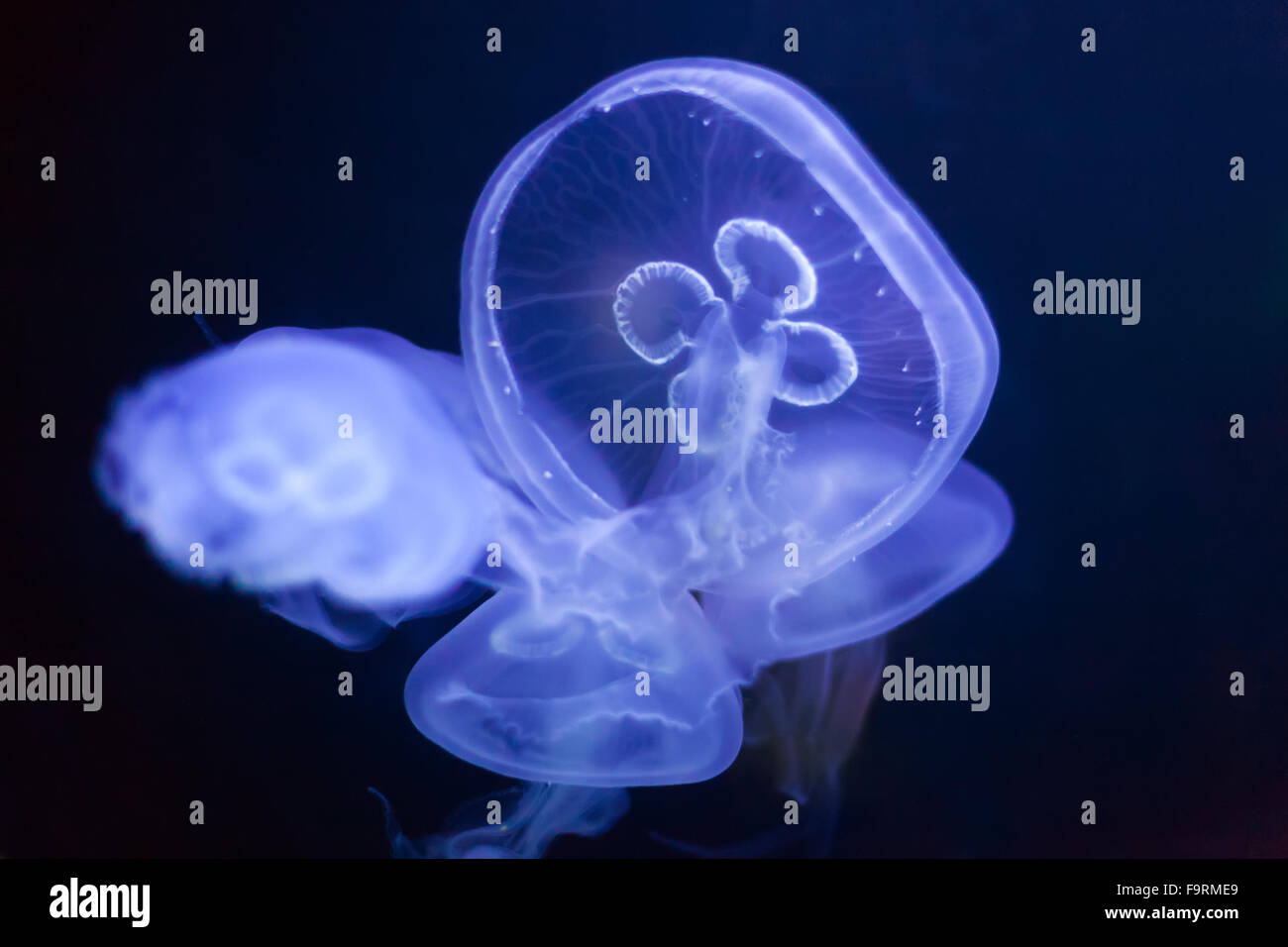 Méduse aurelia aurita Banque de photographies et d’images à haute ...