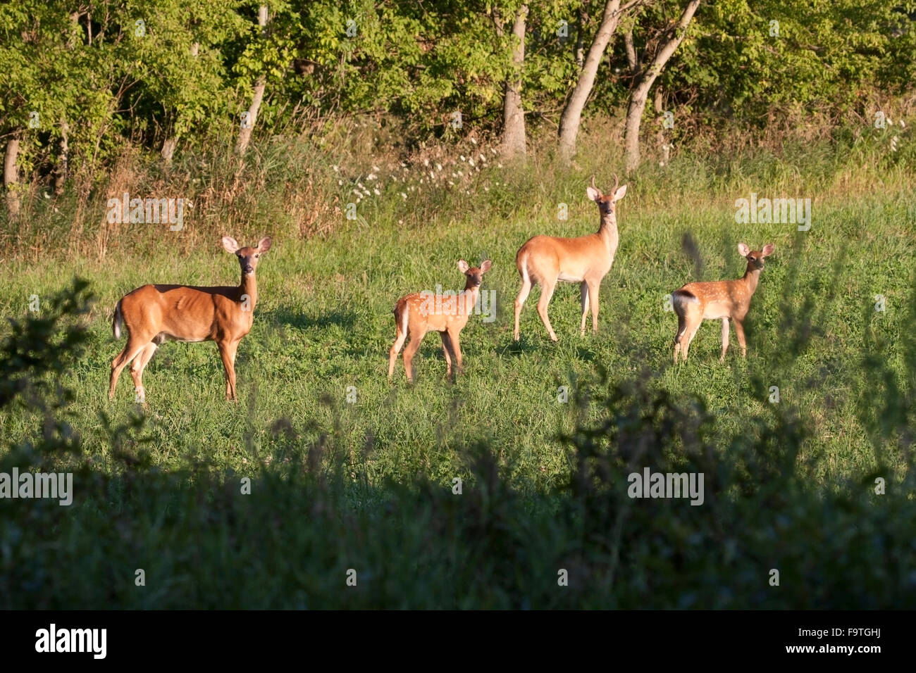 Cerf du michigan Banque de photographies et d’images à haute résolution ...