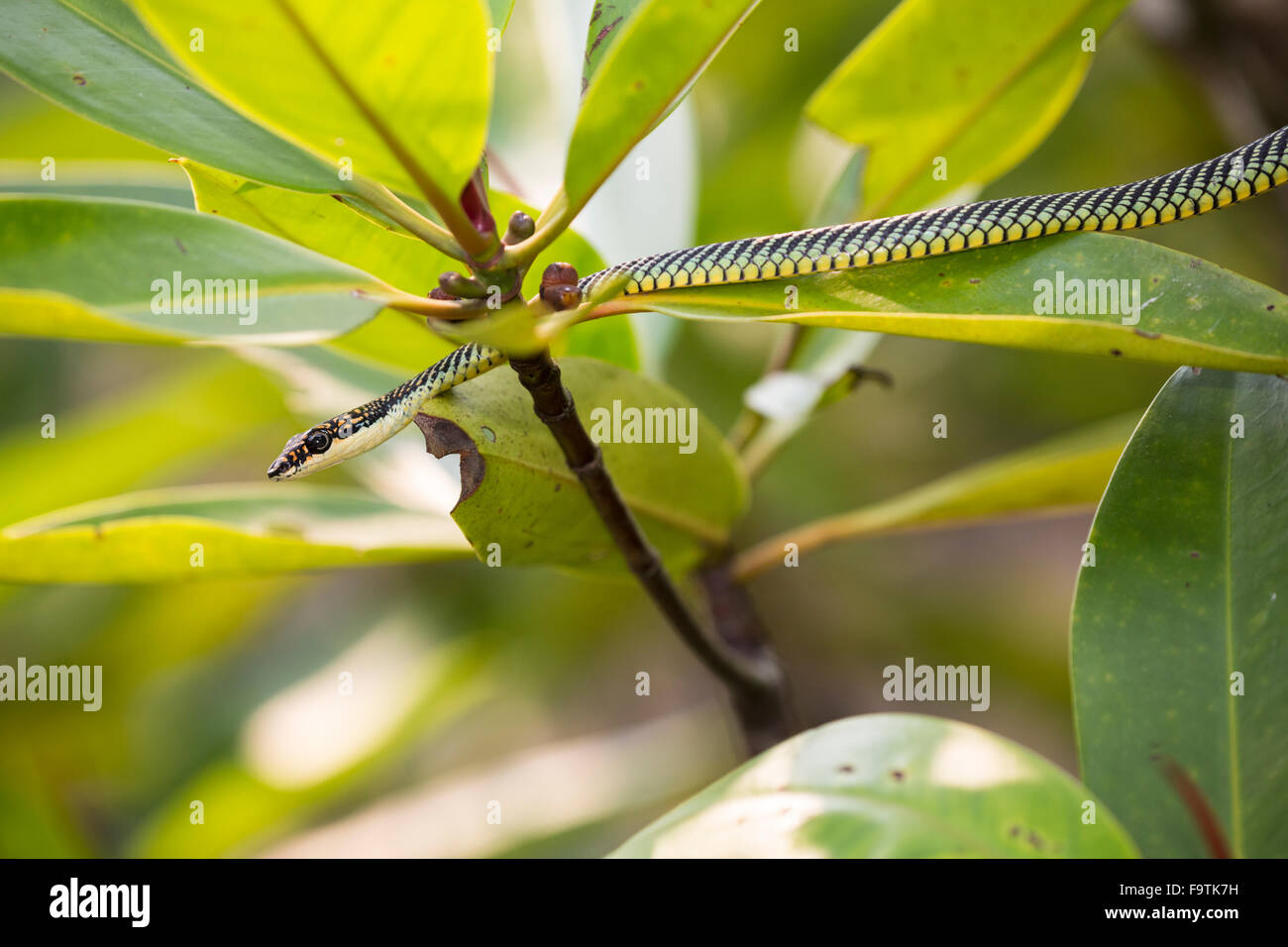 Chrysopelea paradisi Banque de photographies et d’images à haute ...