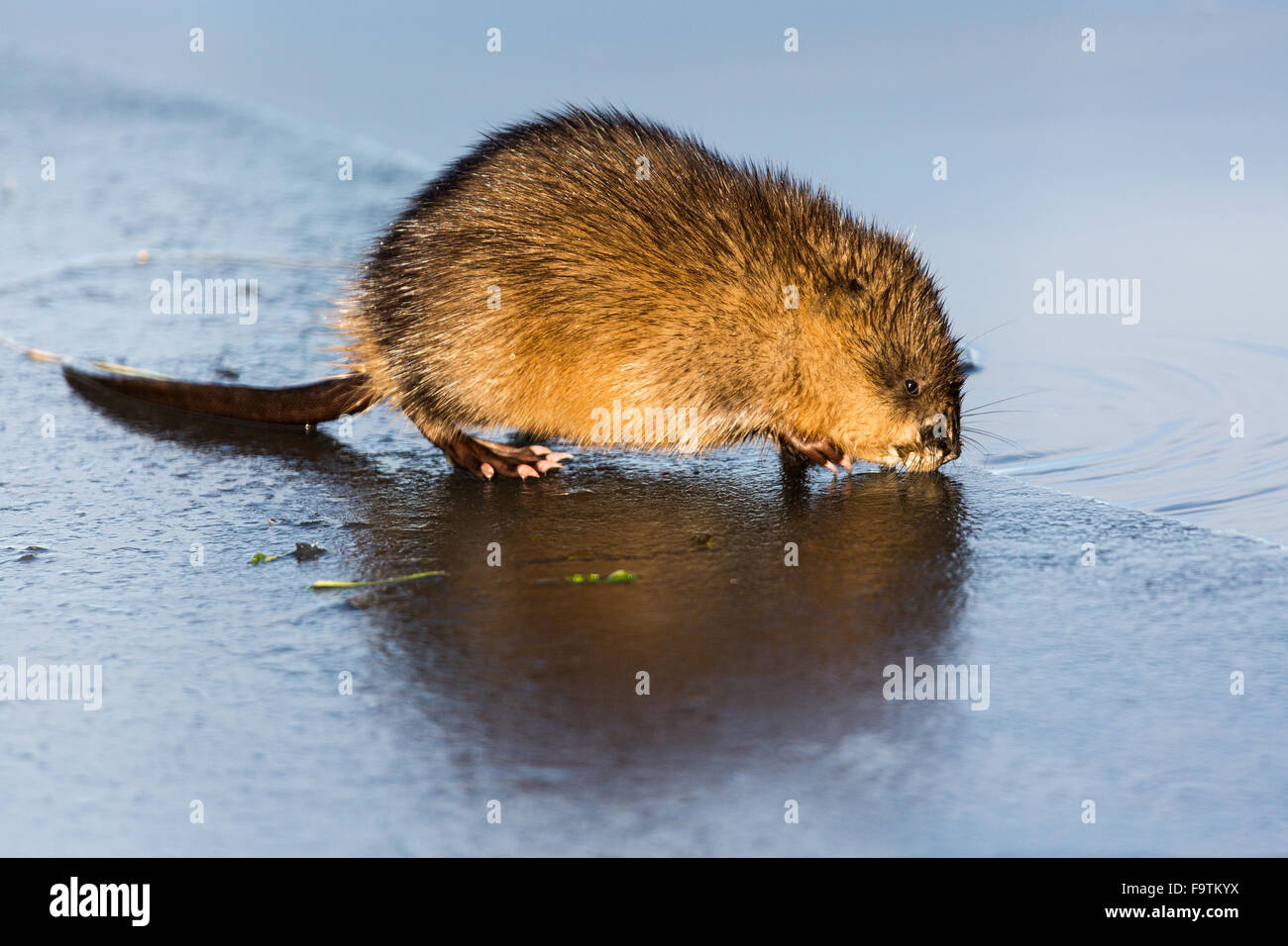 Trou de rat musqué Banque de photographies et d’images à haute ...