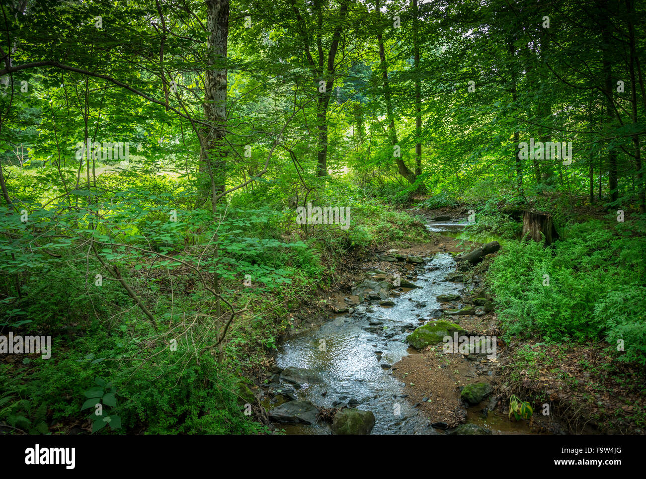 Vert foret Banque de photographies et d’images à haute résolution - Alamy