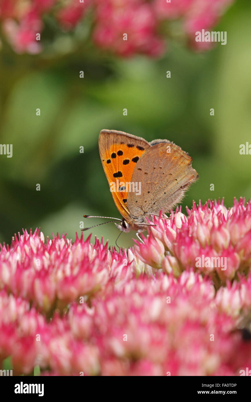 Face inférieure du petit papillon Lycaena phlaeas cuivre sur Sedum ...