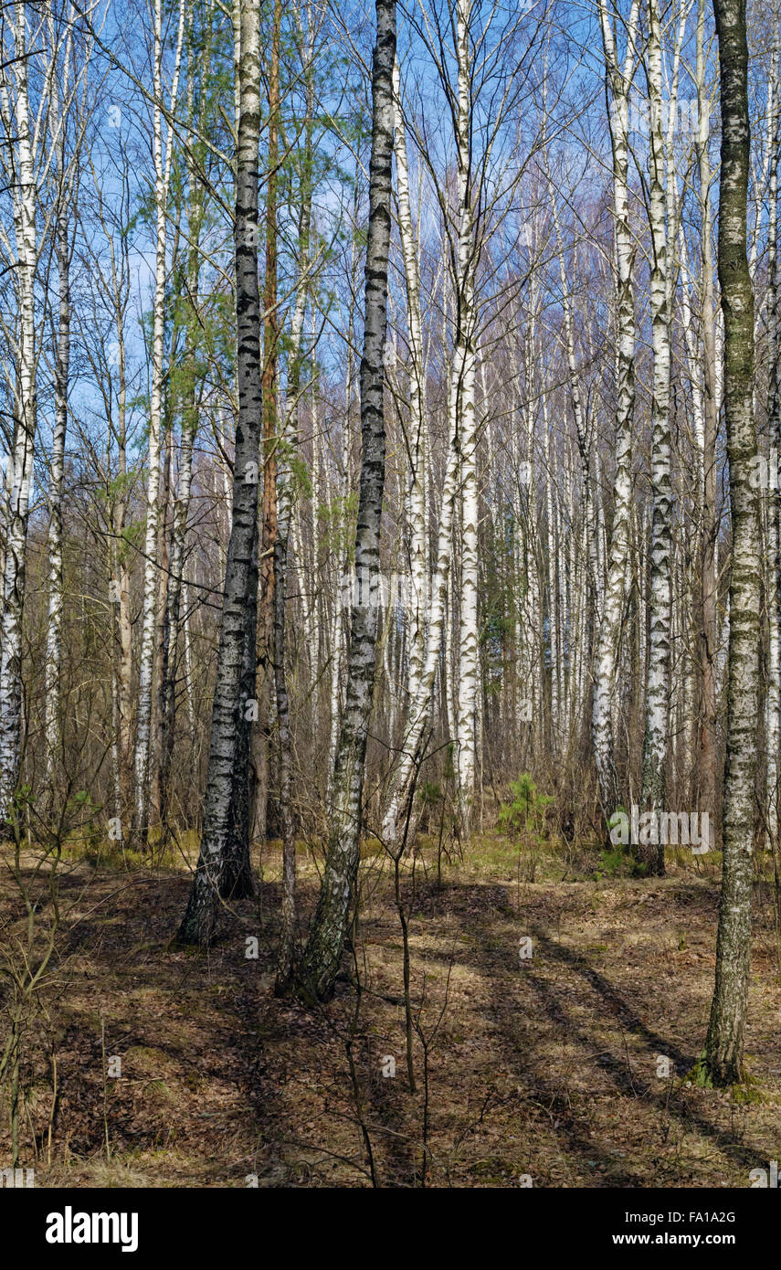 Forêt de printemps paysage avec chemin et bouleaux Photo Stock - Alamy