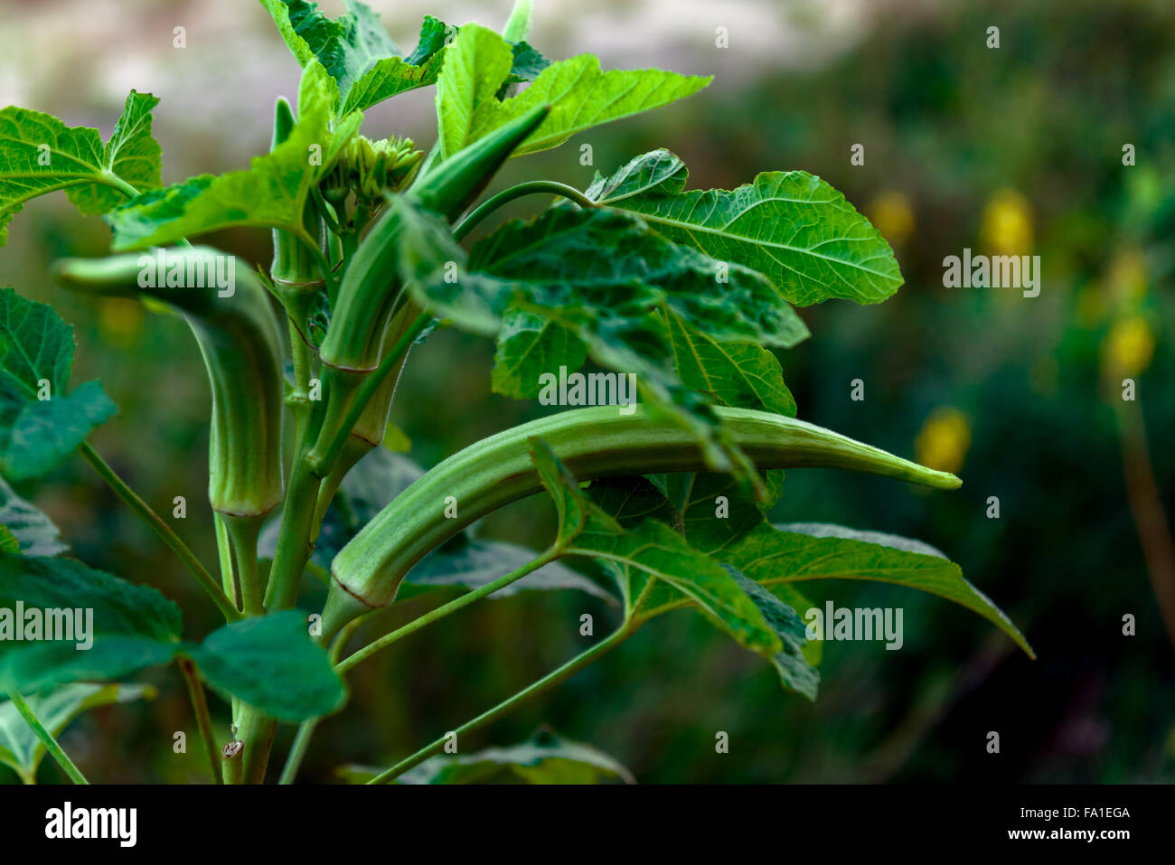 Plante de gombo Banque de photographies et d’images à haute résolution ...