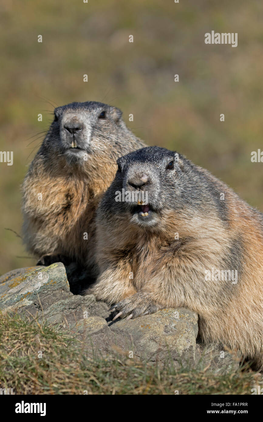 Marmotte marmota marmota devant un paysage de montagne Banque de ...