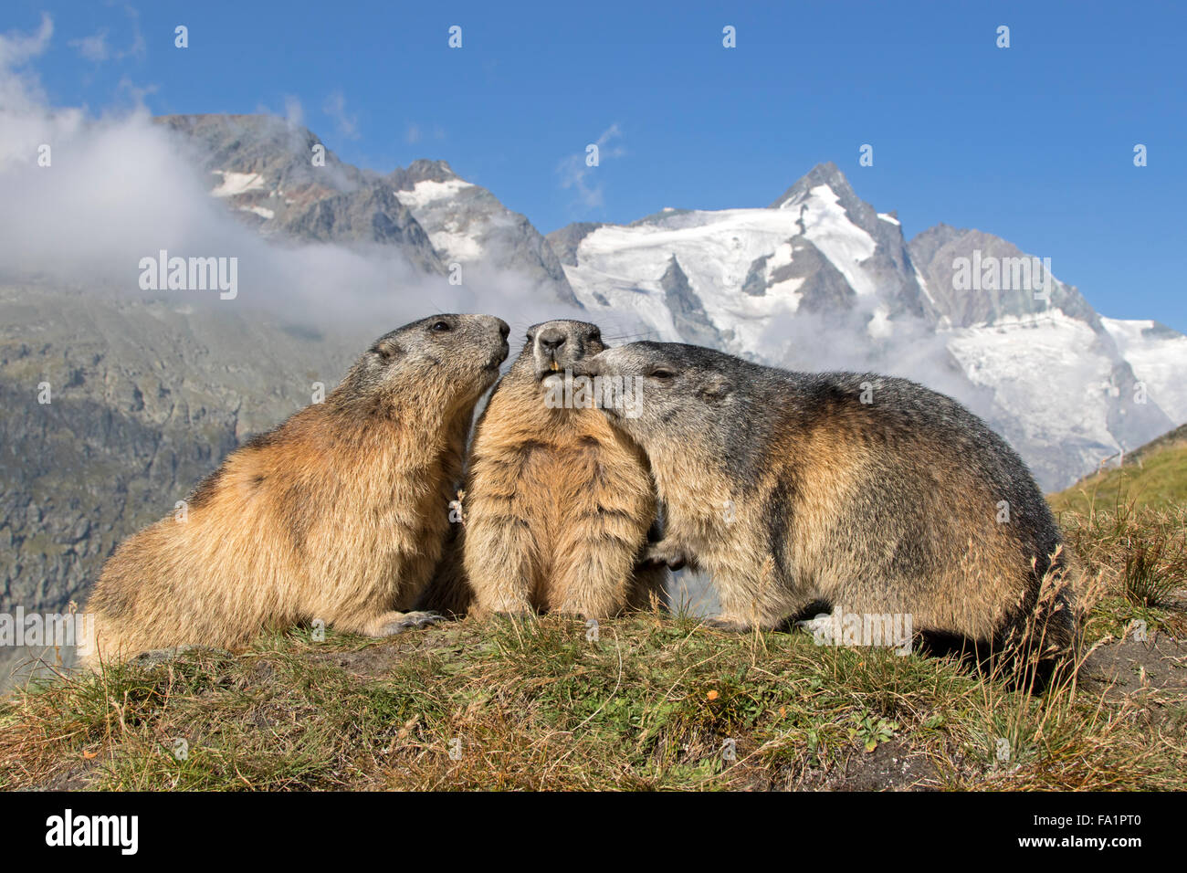 Marmotte marmota marmota devant un paysage de montagne Banque de ...