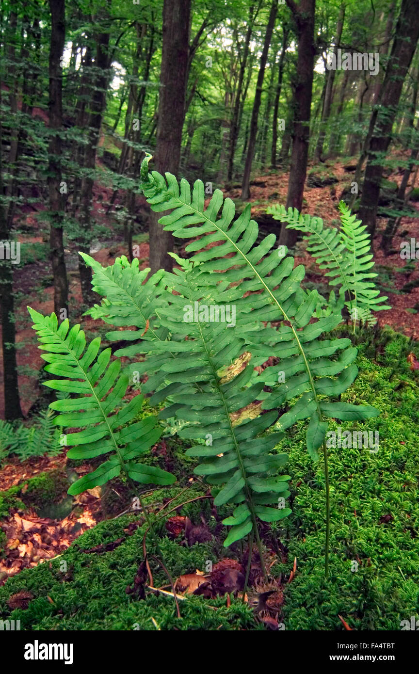Polypode commun polypodium vulgare Banque de photographies et d’images ...