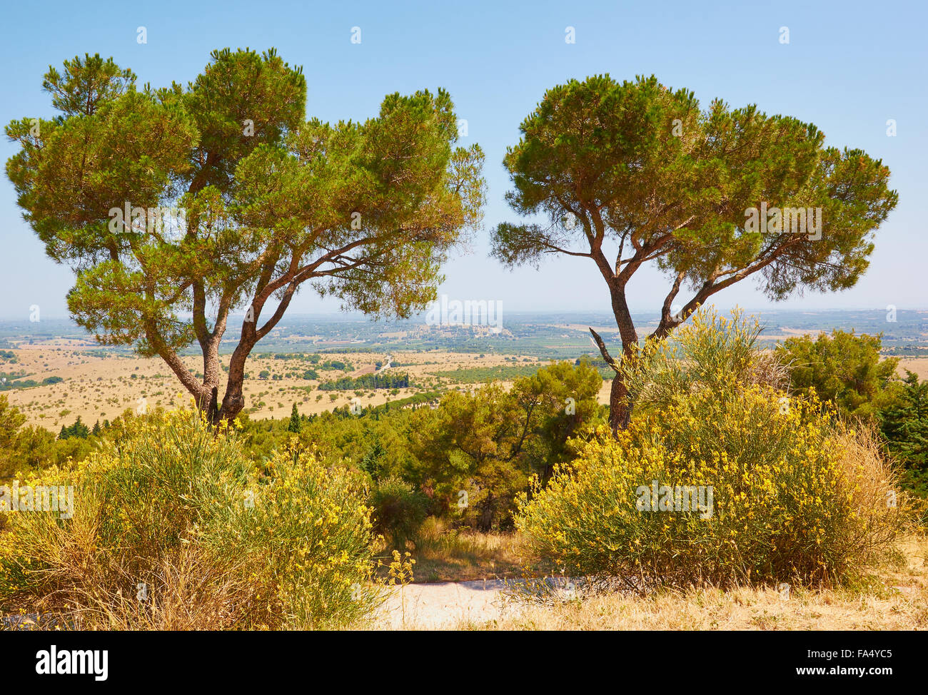 Panorama de la campagne des Pouilles avec stone pin (Pinus Pinea ...