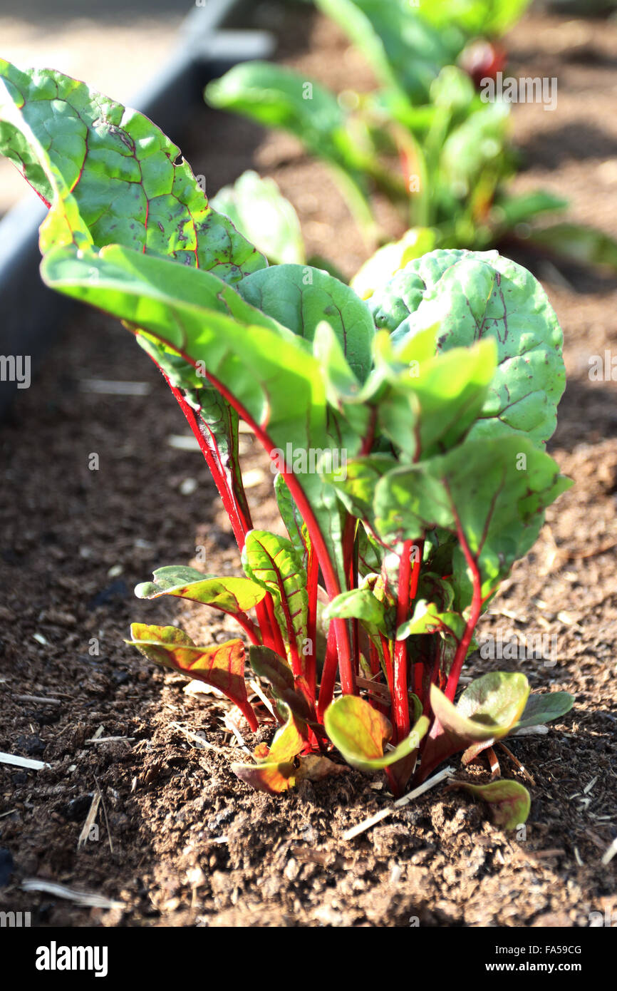 Plants de rhubarbe Banque de photographies et d’images à haute ...