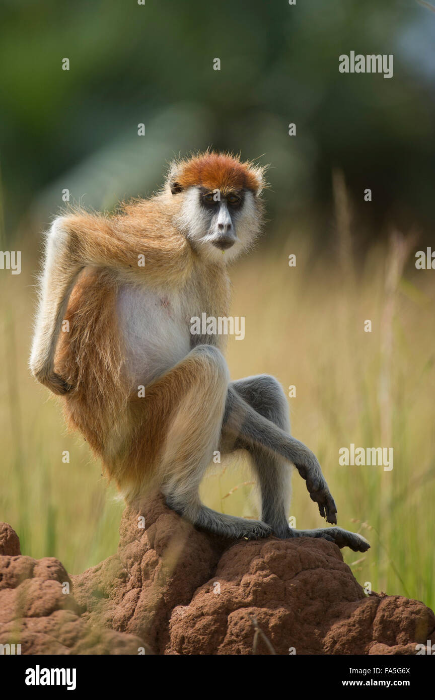 Patas monkey Banque de photographies et d’images à haute résolution - Alamy