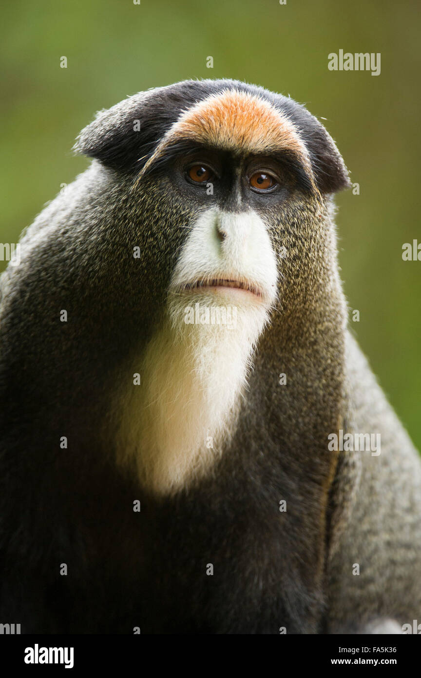 Cercopithecus neglectus Banque de photographies et d’images à haute ...