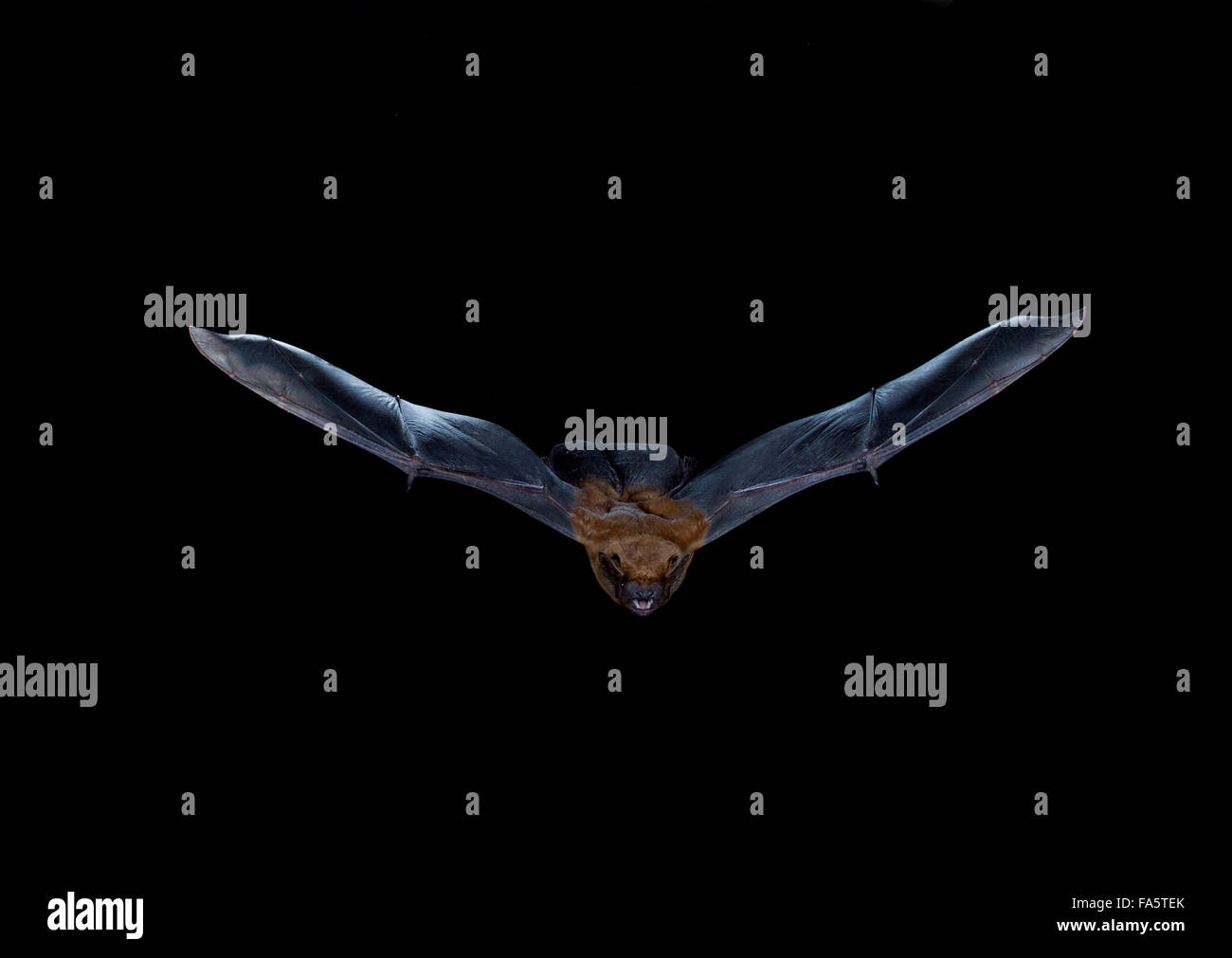 Noctule nyctalus noctula Banque de photographies et d’images à haute ...