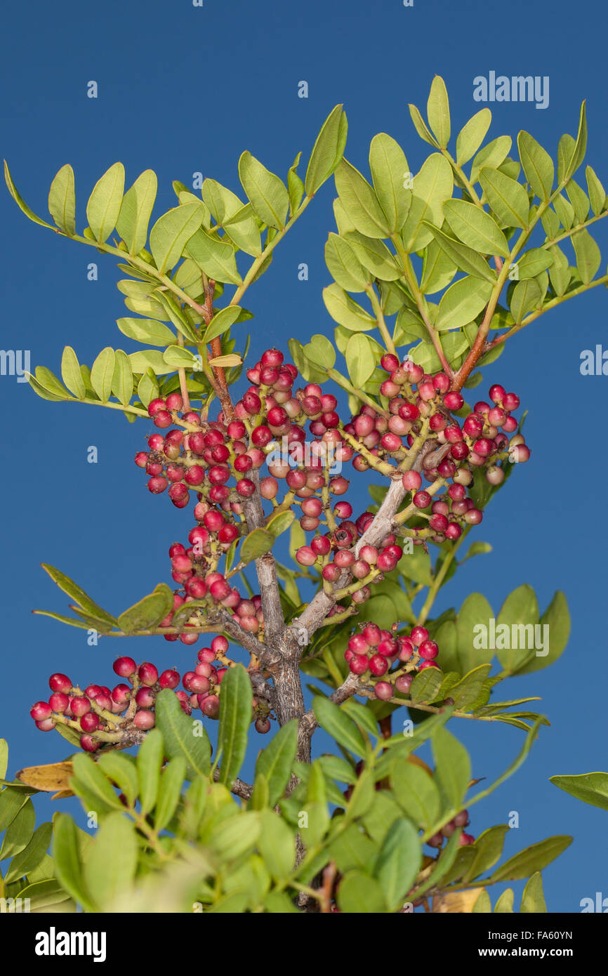 Arbre au mastic Banque de photographies et d’images à haute résolution ...