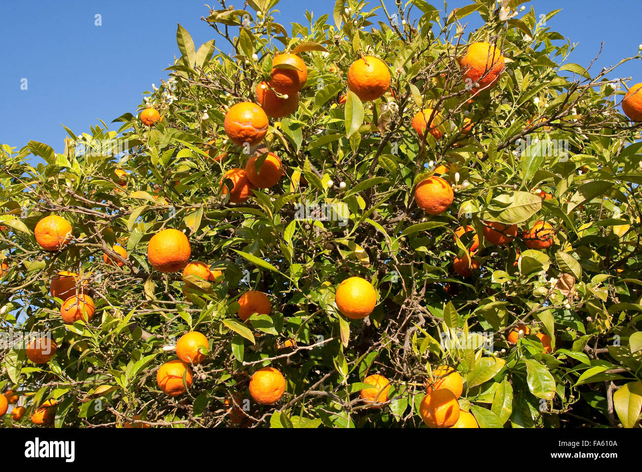 Baum frucht Banque de photographies et d’images à haute résolution - Alamy