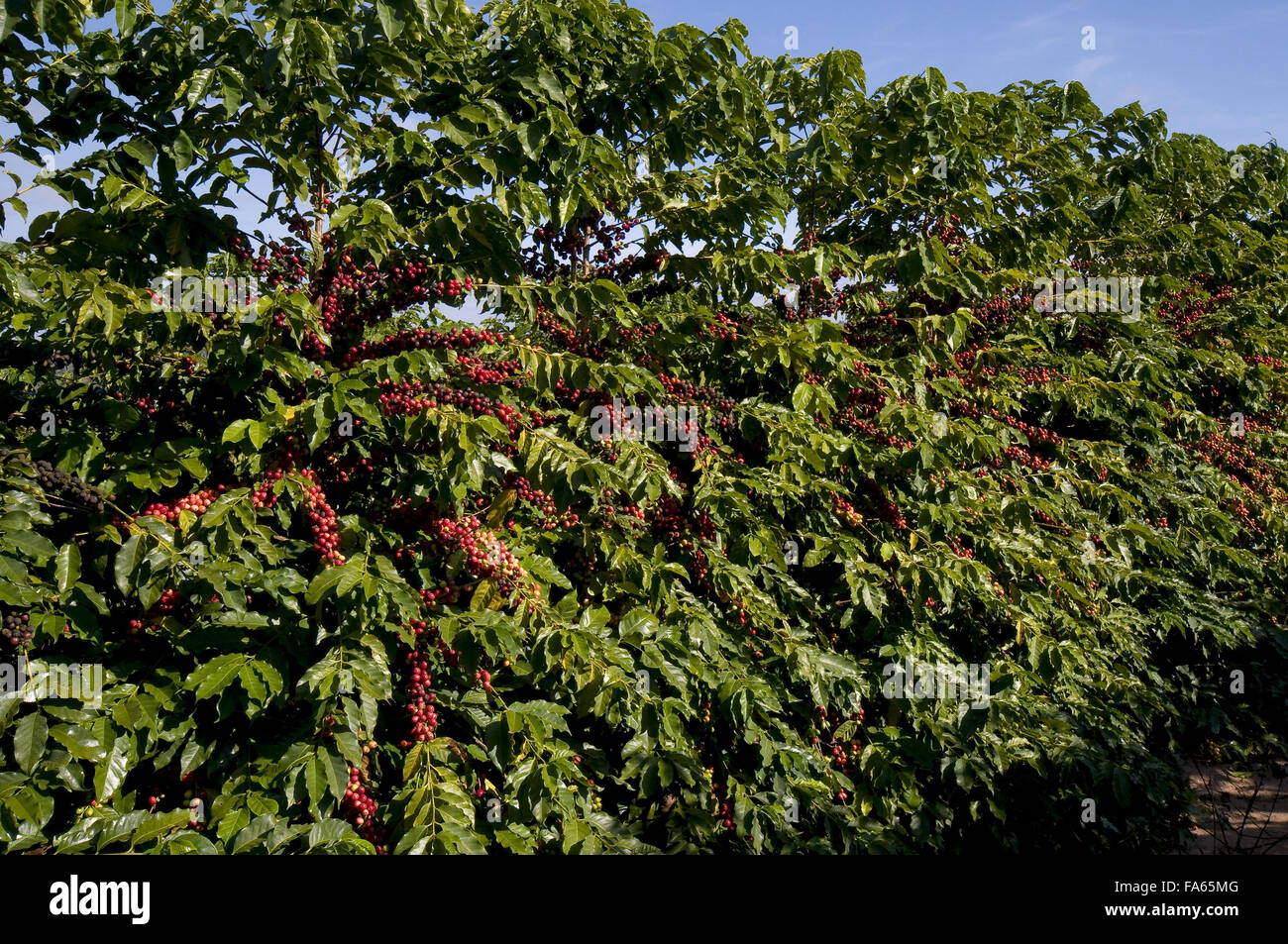 Plantation de café Banque de photographies et d’images à haute ...