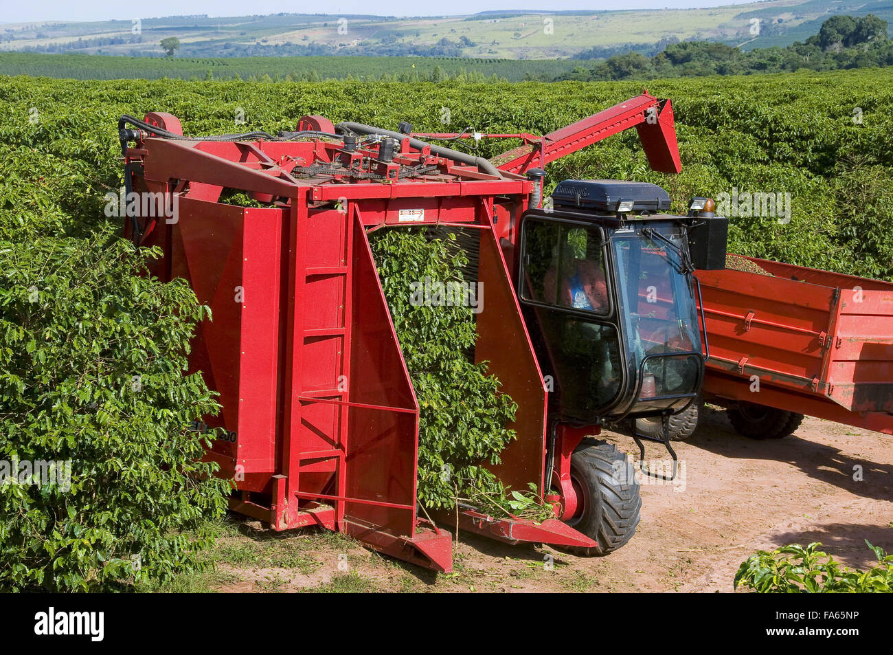 La récolte mécanique de café - Variété Nouveau Monde Photo Stock - Alamy