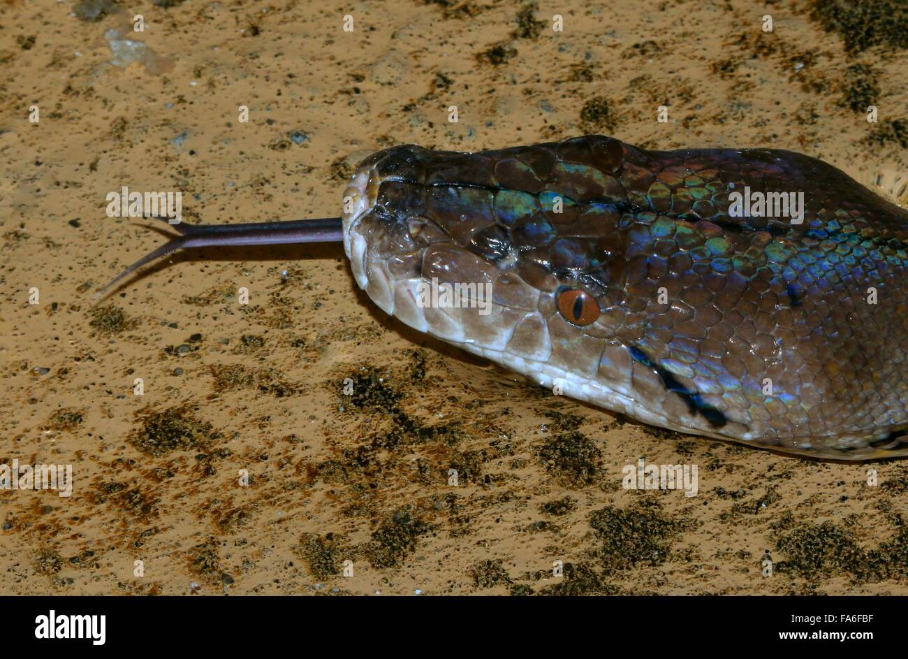 Python réticulé asiatique (Broghammerus reticulatus, Python reticulatus ...