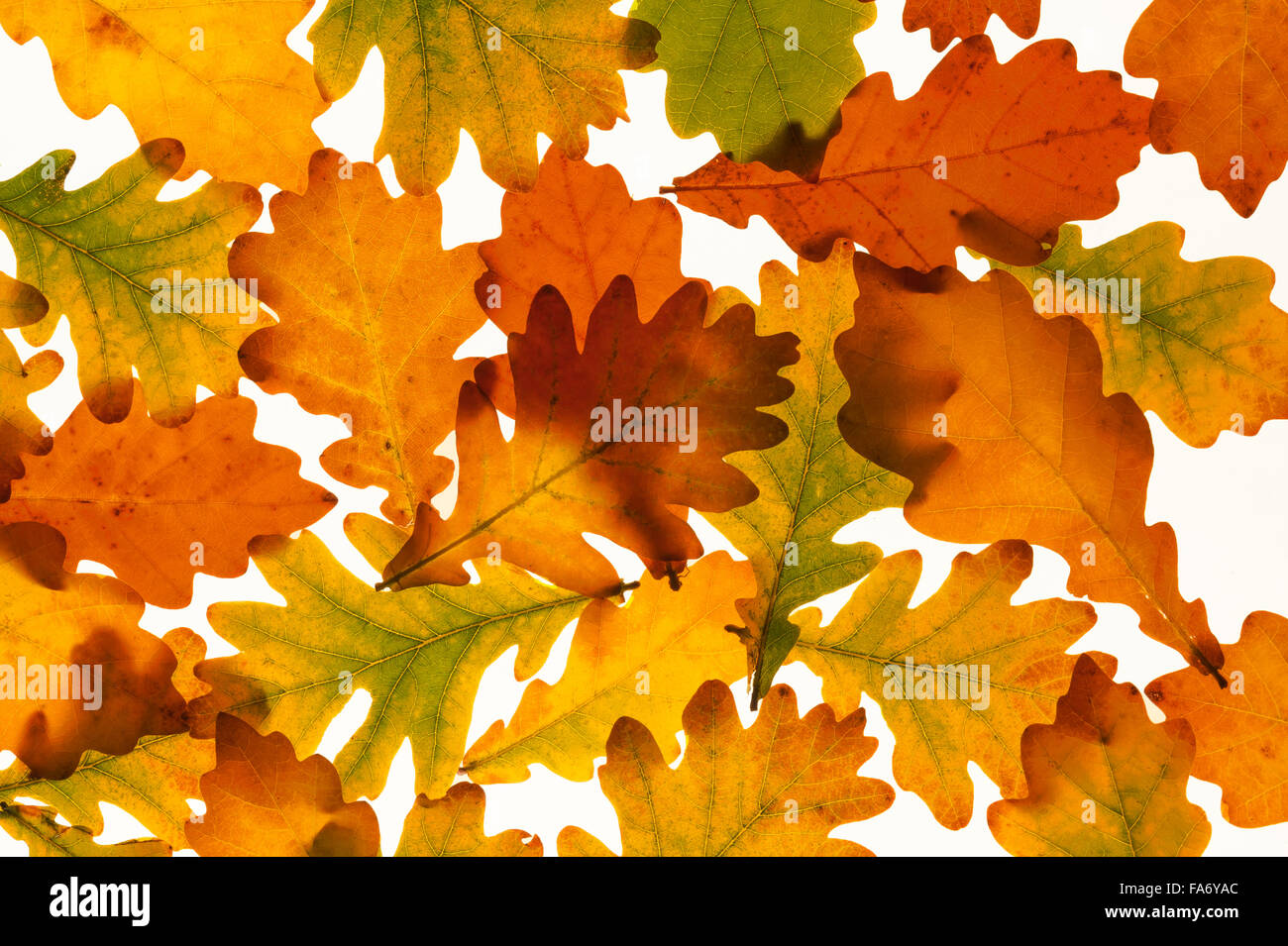 Chêne pédonculé (Quercus robur) feuilles, couleurs d'automne, éclairé ...