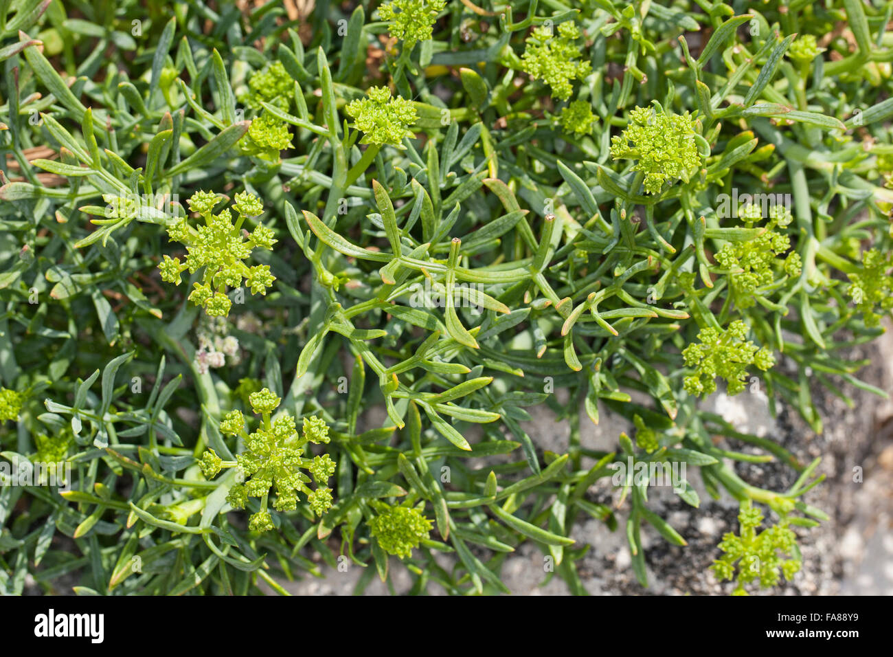 Meer fenchel Banque de photographies et d’images à haute résolution - Alamy
