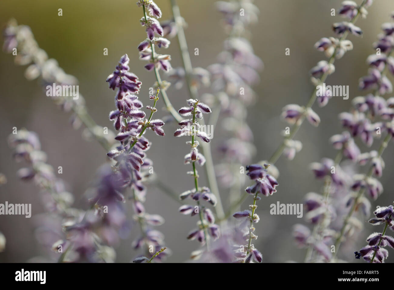 Russian sage perovskia atriplicifolia Banque de photographies et d ...