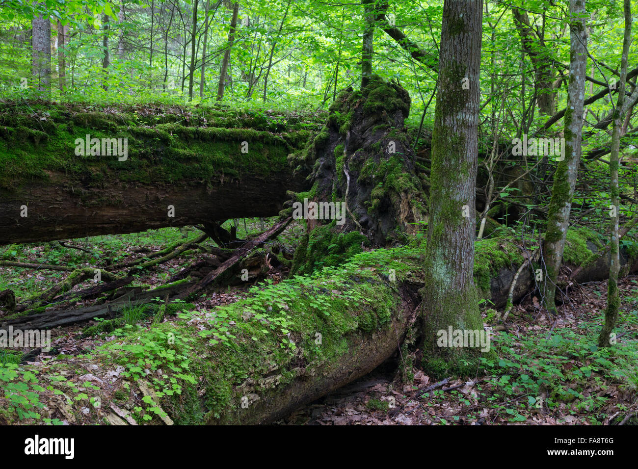 Fresh peuplement feuillu de la forêt de Bialowieza en printemps avec ...