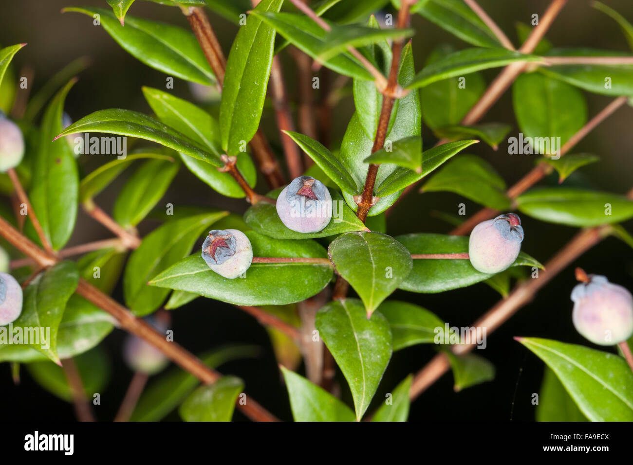 Myrte commun, myrte, vrai, de myrte, de fruits, de myrte myrte ...