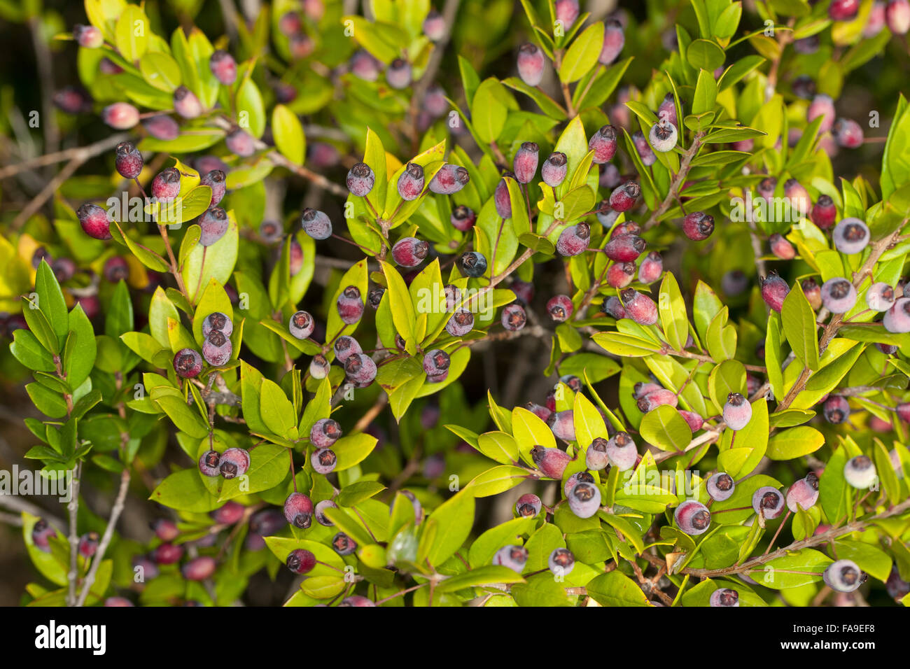 Myrte commun, myrte, vrai, de myrte, de fruits, de myrte myrte ...