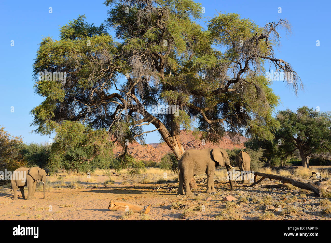 Huab river valley Banque de photographies et d’images à haute ...