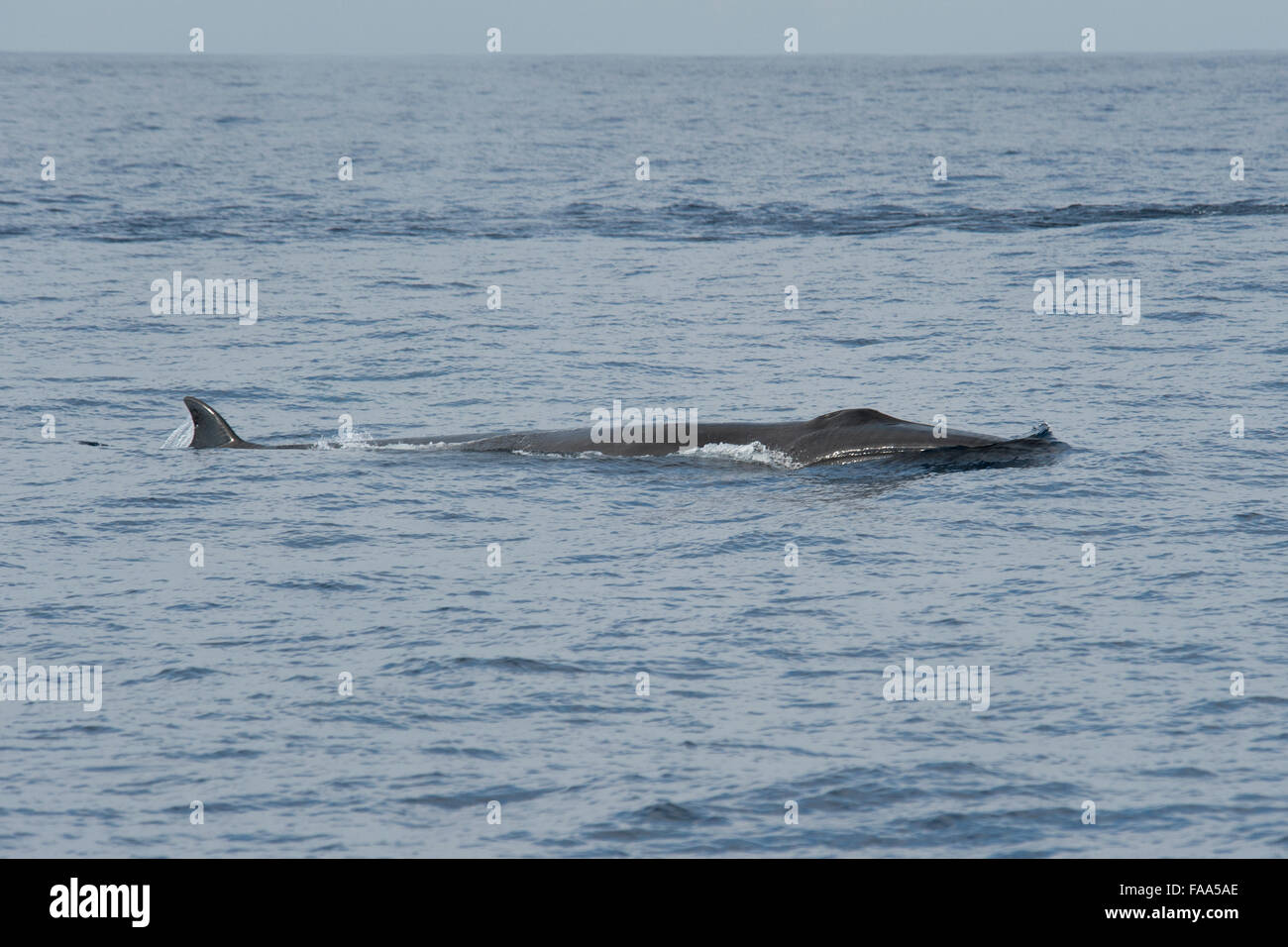 Le rorqual boréal (Balaenoptera borealis, surfaçage. Açores, Océan ...