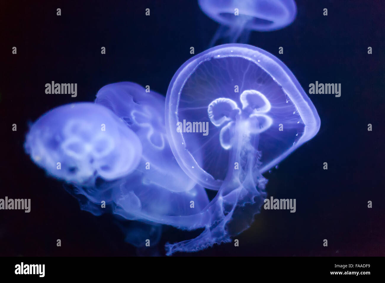 Méduse aurelia aurita Banque de photographies et d’images à haute ...