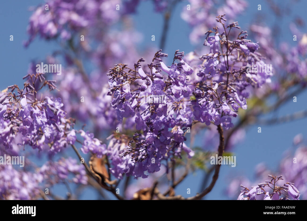 Purple flower addis ababa ethiopia Banque de photographies et d’images ...