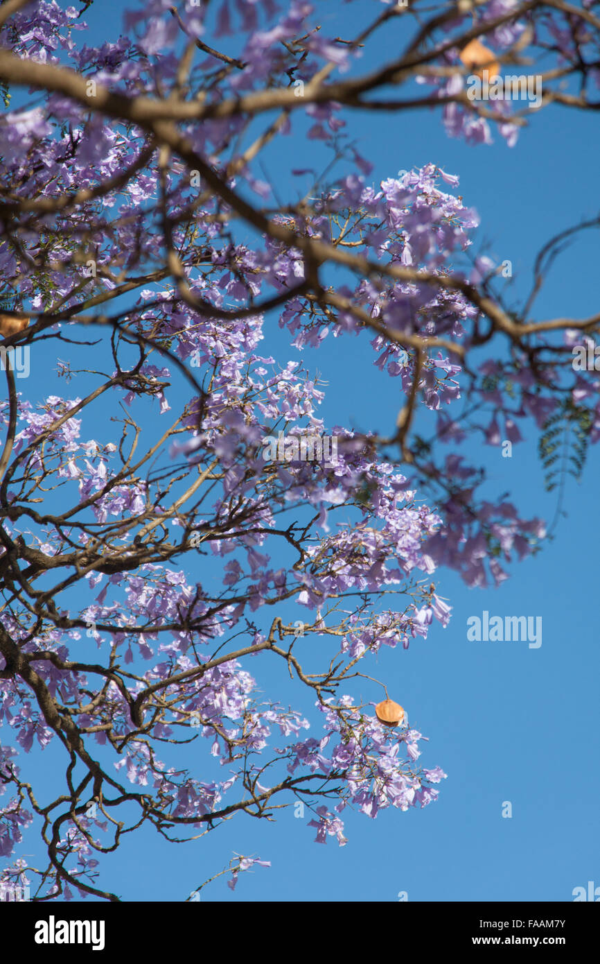 Purple flower addis ababa ethiopia Banque de photographies et d’images ...